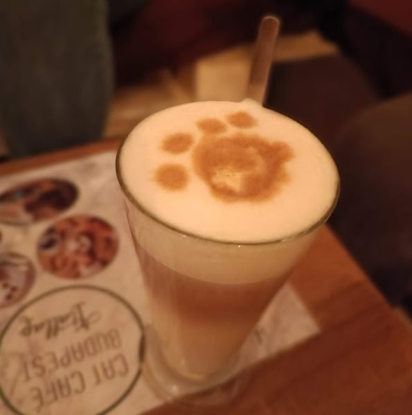 Cat Café in Budapest - The ideal place for cat lovers?